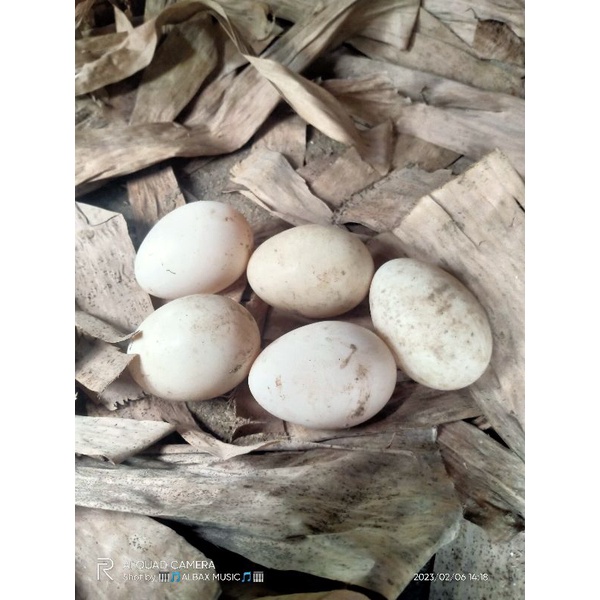 Jual telur silangan entok jumbo x rambon | Shopee Indonesia