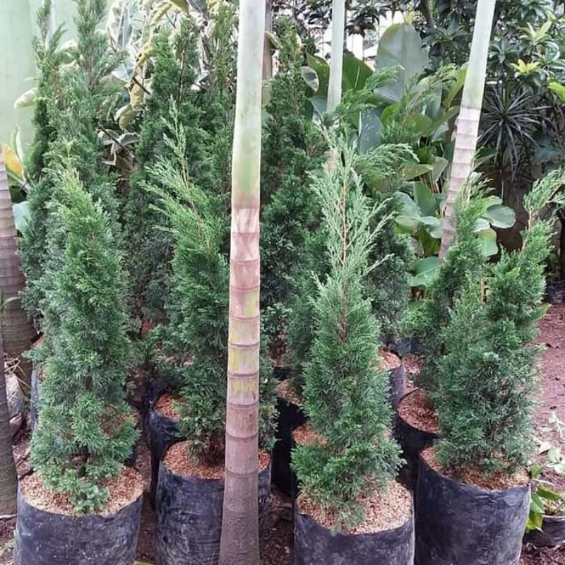 Jual cemara papua 1 meter - tanaman cemara papua 1 meter murah ...