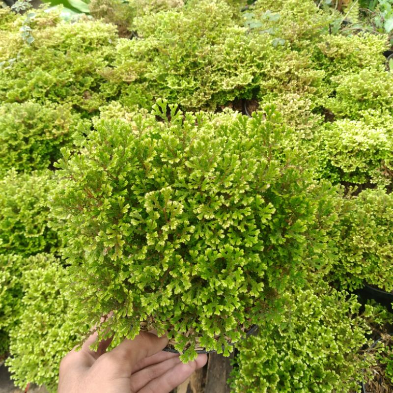 Jual Tanaman Hias Hidup Rumput Papua Lumut Ambon Murah | Shopee Indonesia