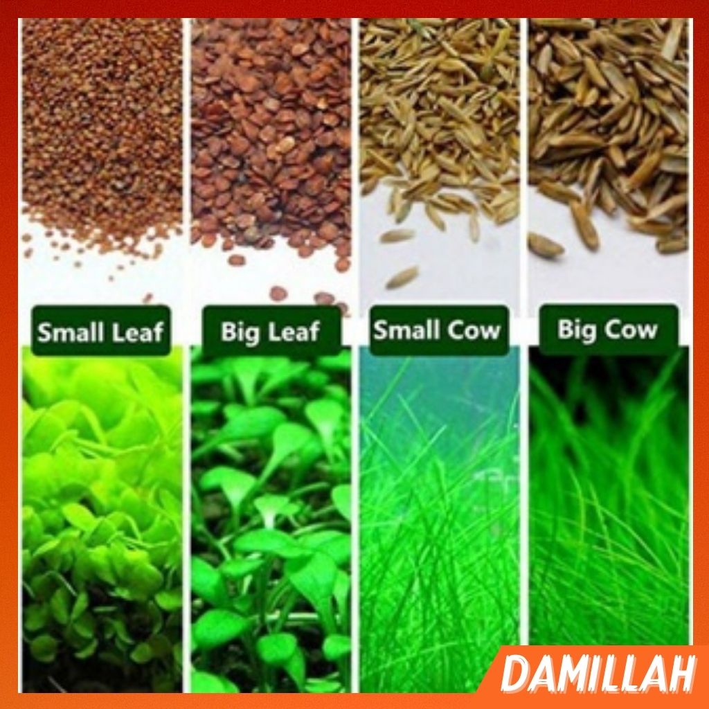 Jual Benih Bibit Rumput Tanaman Aquascape Aquarium Bibit Rumput Carpet ...