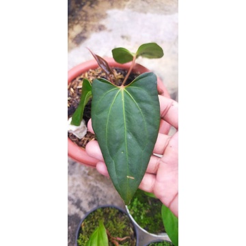 Jual anthurium portillae portilae | Shopee Indonesia