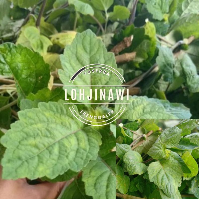 Jual Bibit Nilam Aceh Super per biji | Shopee Indonesia
