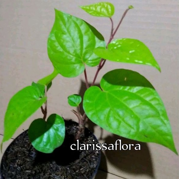 Jual Promo pohon sirih hijau - sirih herbal - sirih obat herbal ...