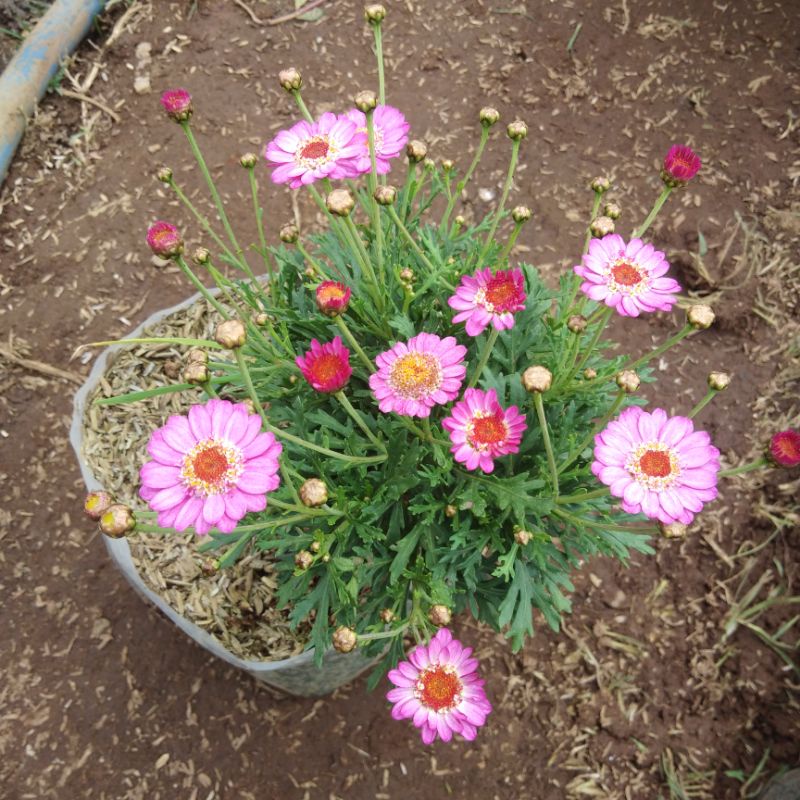 Jual Bunga Daisy desi pink tanaman hias | Shopee Indonesia