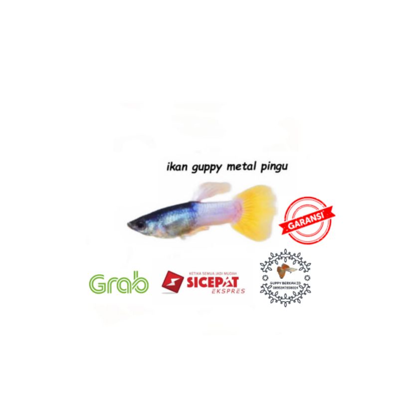Jual packing styrofoam( ikan guppy metal pingu grade A ) | Shopee Indonesia