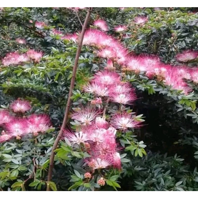 Jual tanaman bunga Kaliandra ungu pink Kaliandra Suriname | Shopee ...