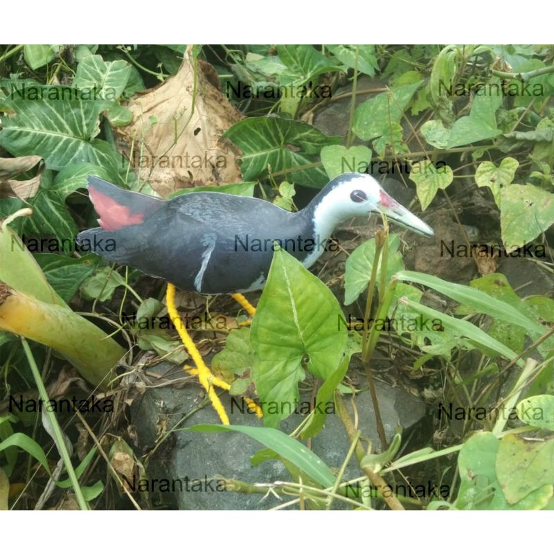 Jual Jontrot Patung Burung Ruak Ruak Terbaaru/ pikat burung koreo ...