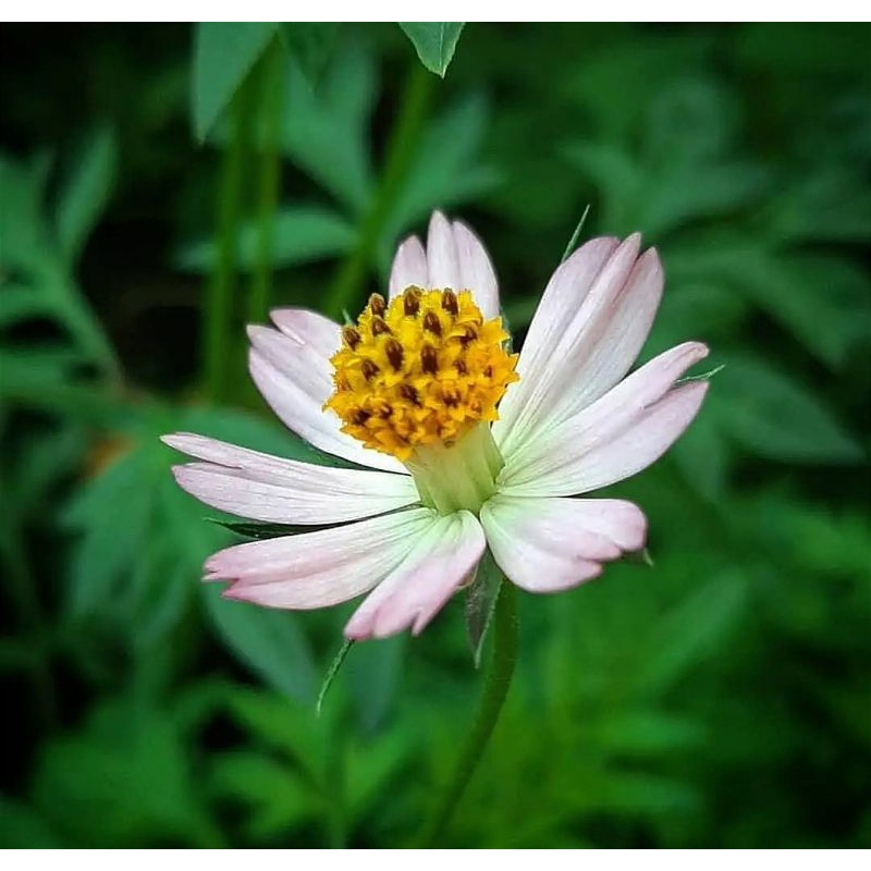 Jual tanaman bunga kenikir pink | Shopee Indonesia