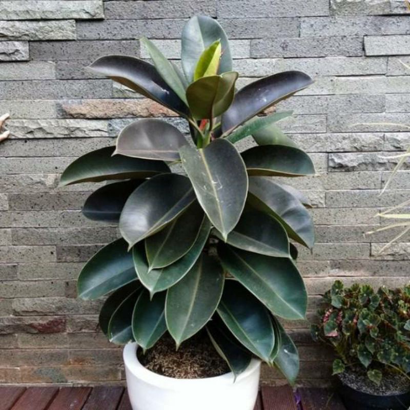 Jual tanaman hias daun karet kebo (Ficus elastica) | Shopee Indonesia