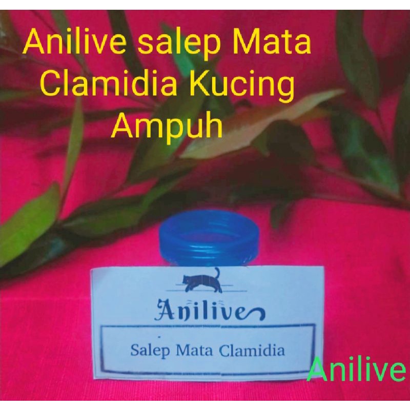 Jual Anilive Salep mata Clamidia kucing mengobati mata bengkak,bernanah ...