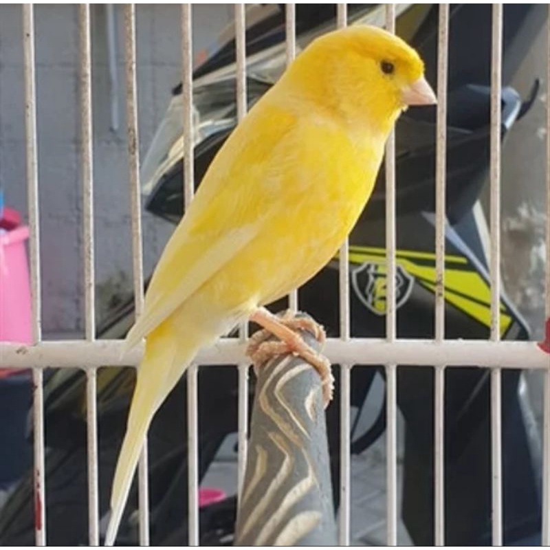 Jual BURUNG KENARI AF KUNING GACORAN | Shopee Indonesia