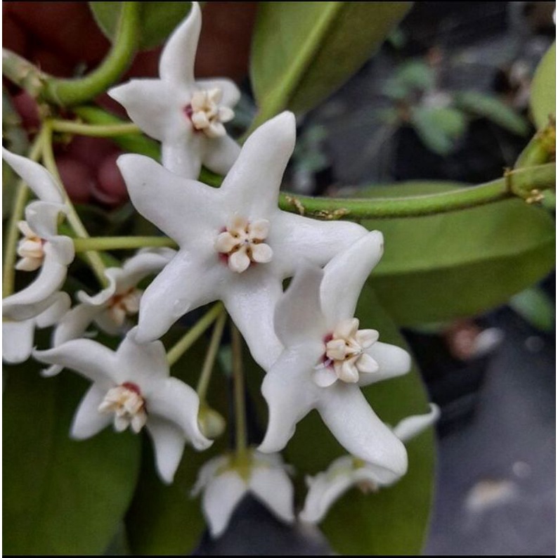 Jual Bibit tanaman rambat epifit wax plant bunga putih Hoya albiflora ...