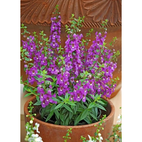 Jual tanaman lavender angelonia/lavender lokal | Shopee Indonesia