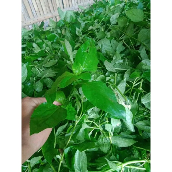 Jual Daun legetan pakan kelinci 1kg | Shopee Indonesia