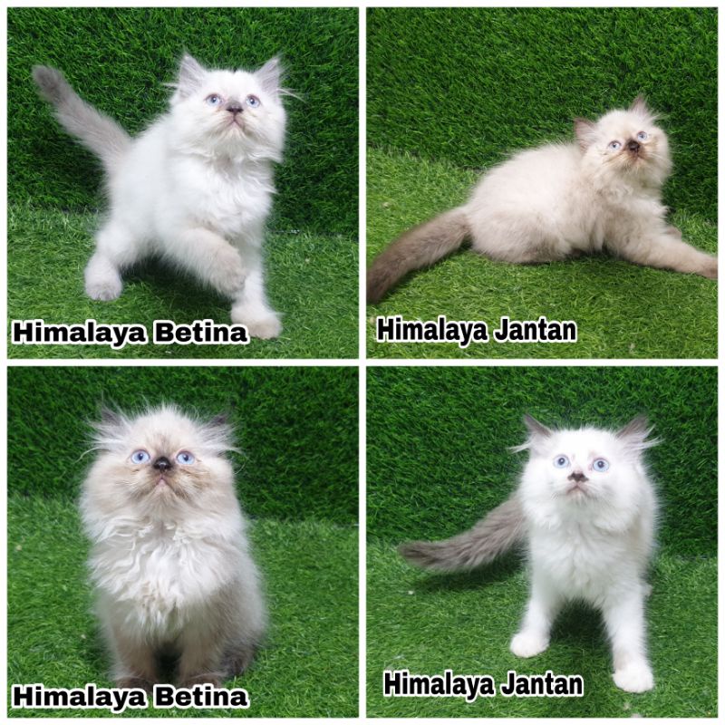 Jual Jual Anakan Kucing kitten Himalaya Himalayan cat kitten anak ...