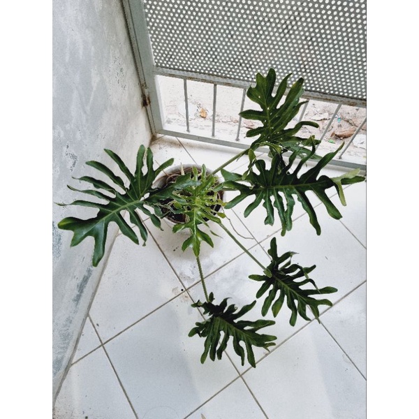 Jual PHILODENDRON TANAMAN HIAS JARI sehat dan terawat | tanaman bunga ...