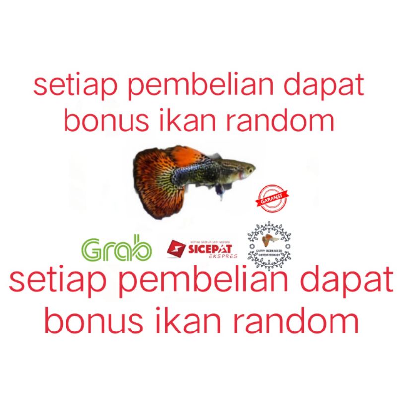 Jual packing styrofoam ( ikan guppy red dragon grade A) | Shopee Indonesia