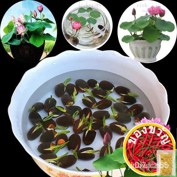 Jual Biji bunga teratai kecil Jepang, 40 buah biji teratai Mini Jepang ...