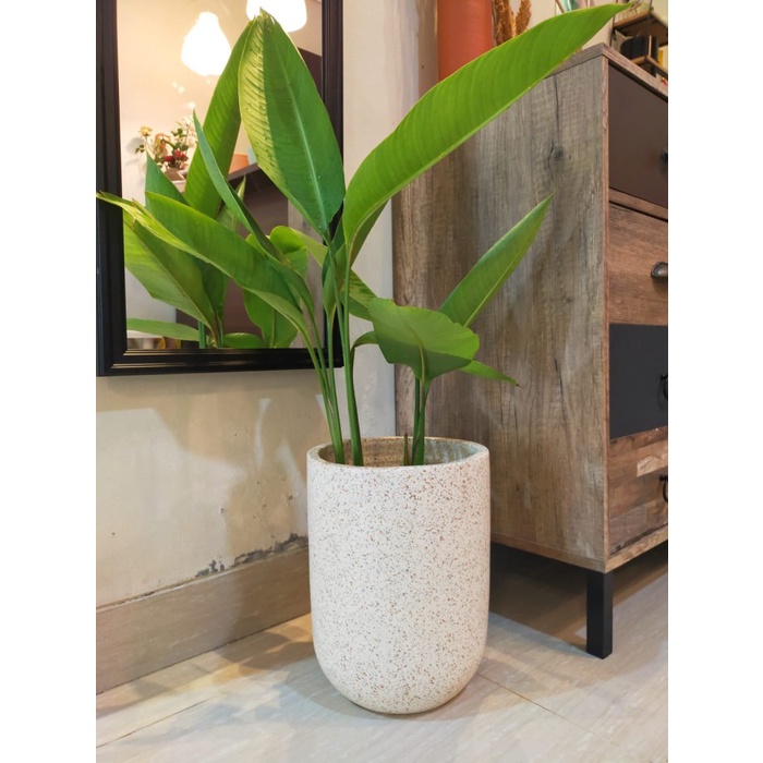 Jual Poo Pot Tanaman Terakota Premium Kapsul D20/Tanah Liat/Gerabah ...