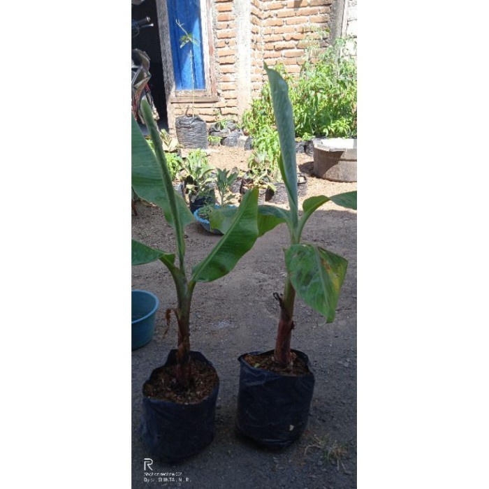 Jual bibit pisang ulin marlin barlin benih pohon tanaman buah di dalam ...