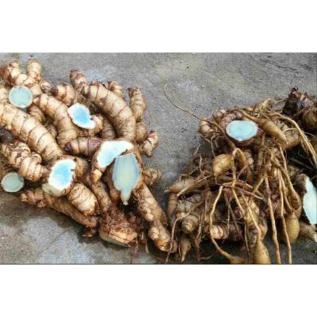 Jual Kunyit temu Hitam 1Kg Kondisi Segar Sehat Murah | Shopee Indonesia