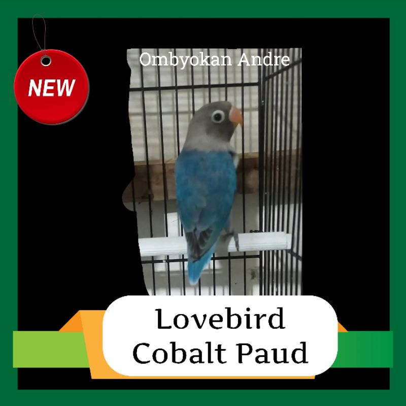 Jual Lovebird Cobalt Paud | Shopee Indonesia