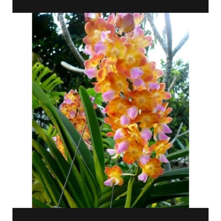 Jual anggrek vanda tri colour dewasa | Shopee Indonesia