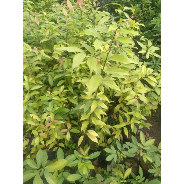Jual bibit pohon kayu manis ,yang sudah bisa di tanam di kebun=beli=1 ...