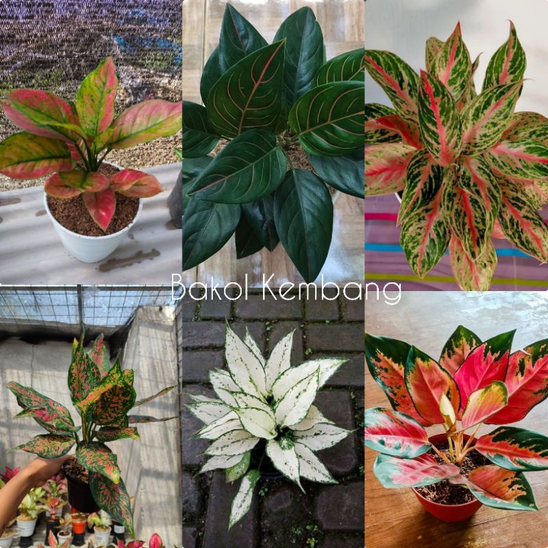 Jual Paket bunga aglonema 6 pohon daun rimbun | Shopee Indonesia