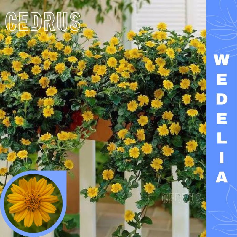 Jual Benih WEDELIA - Biji Bunga Daisy | Shopee Indonesia