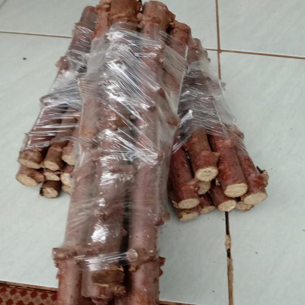 Jual Bibit benih stek batang pohon singkong mentega - varietas singkong ...