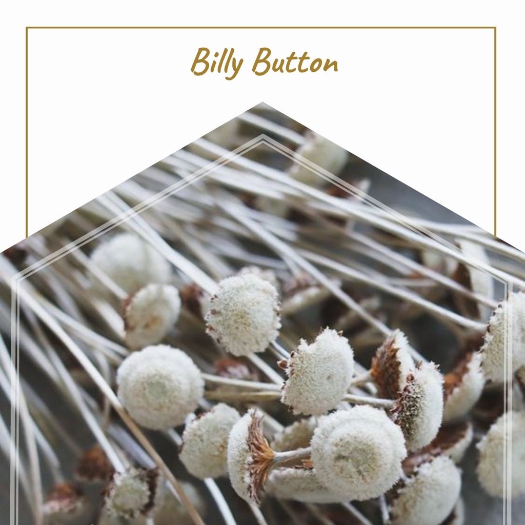Jual BILLY BUTTON (BUNGA KERING / BUNGA PALSU / BUNGA PLASTIK) | Shopee ...