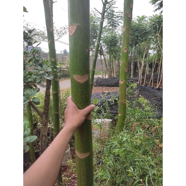 Jual pohon solobium tinggi 4 meter batang besar | Shopee Indonesia