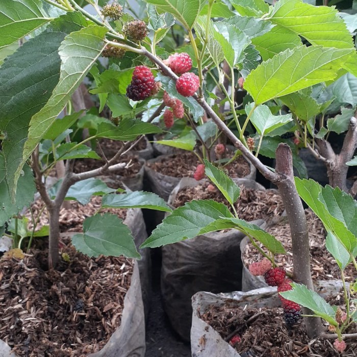 Jual tanaman murbey pohon, bibit murbey sudah Berbuah, bukan bibit ...