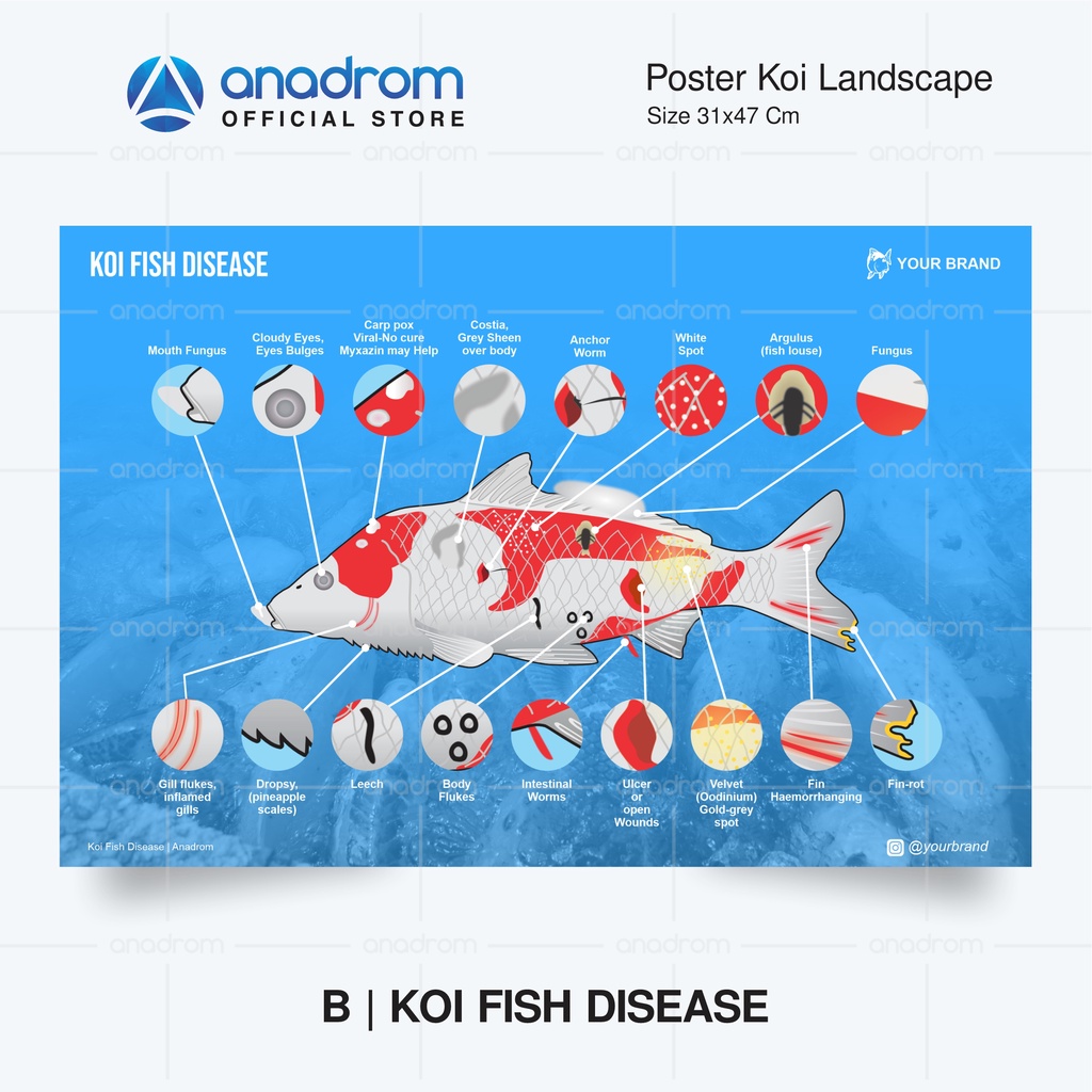 Jual Poster & Stiker Ikan Koi Landscape I Poster Koi Varieties | Poster ...