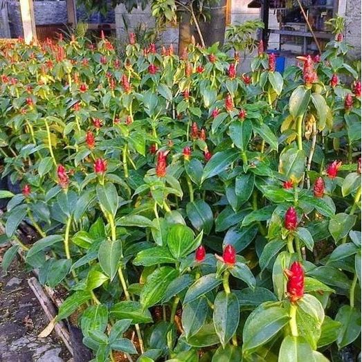 Jual Paket hemat 10 tanaman hias dan herbal pacing pentul / Pohon ...