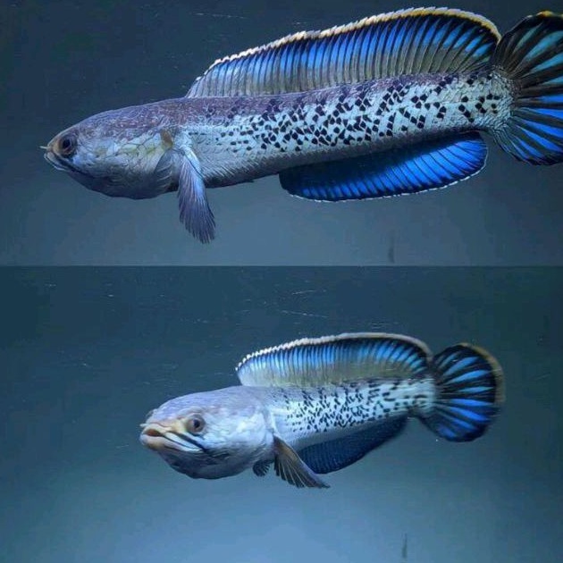 Jual Promo Channa stewarti 13-15cm Full DOT grade A murah meriah ...