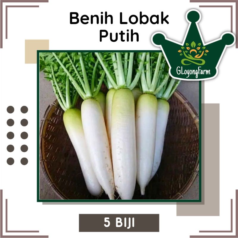 Jual Benih Bibit Lobak Putih Chinese Radish - Bibit Sayuran | Shopee ...