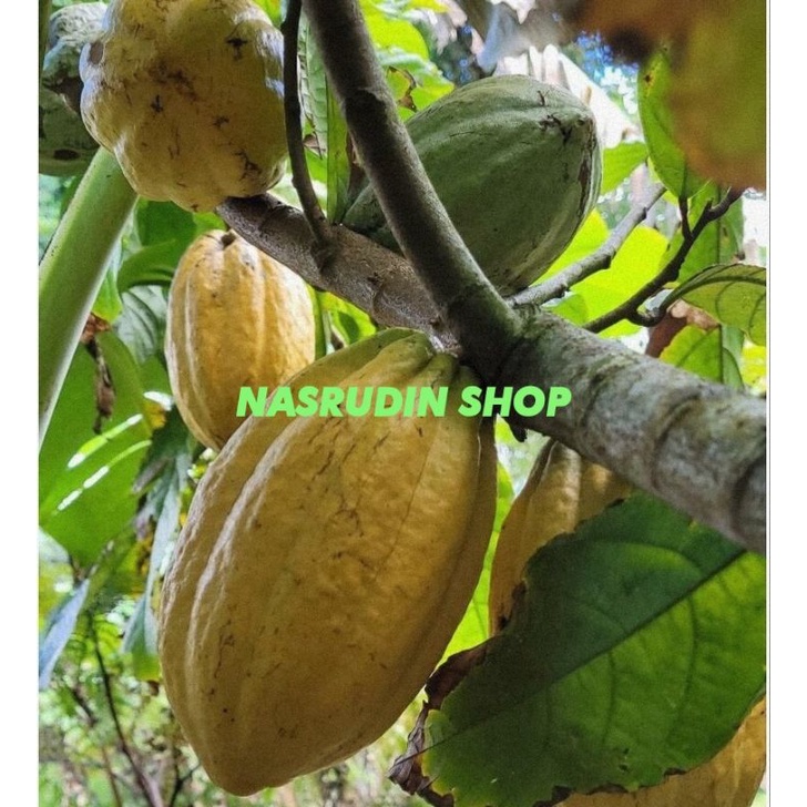 Jual BUAH COKLAT 1KG KUNING MATANG SEGAR / BUAH KAKAO MATANG GROSIR ...