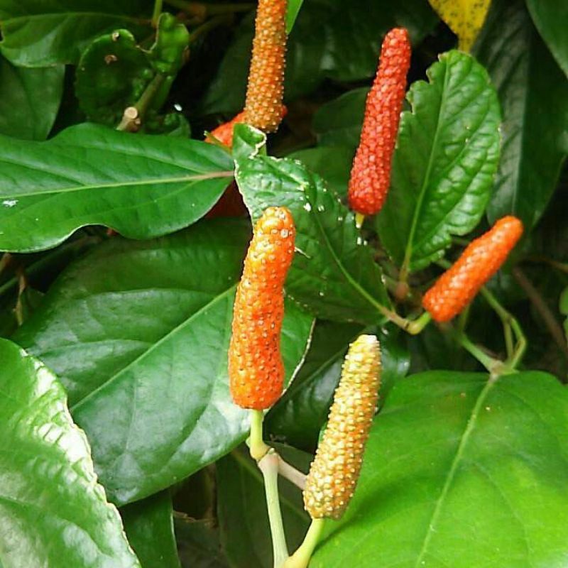 Jual Bibit tanaman rambat rempah/jamu cabai Jawa (Piper retrofractum ...