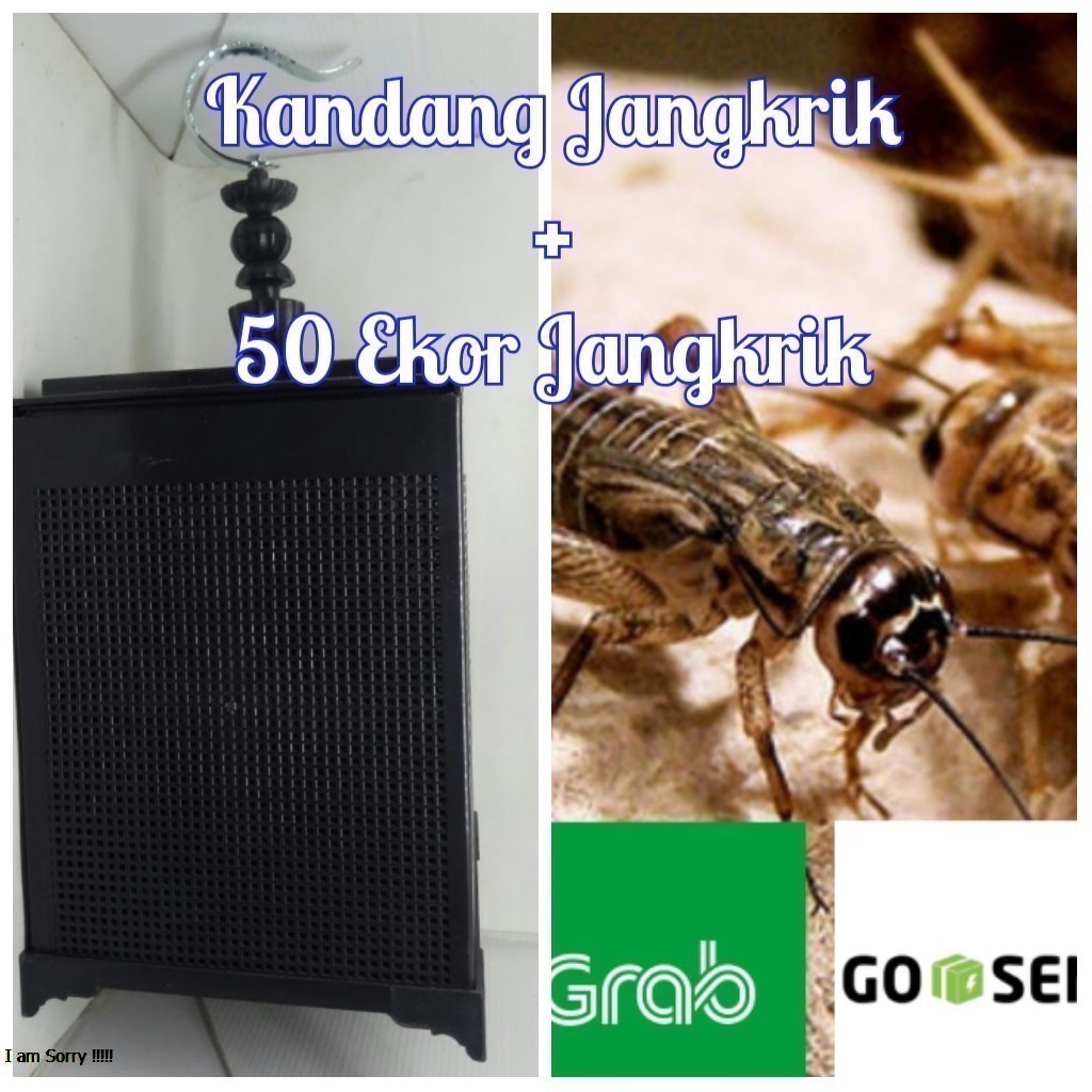 Jual PAKET KANDANG +JANGKRIK ALAM 50EKOR SEGAR PAKAN BURUNG IKAN REPTIL ...