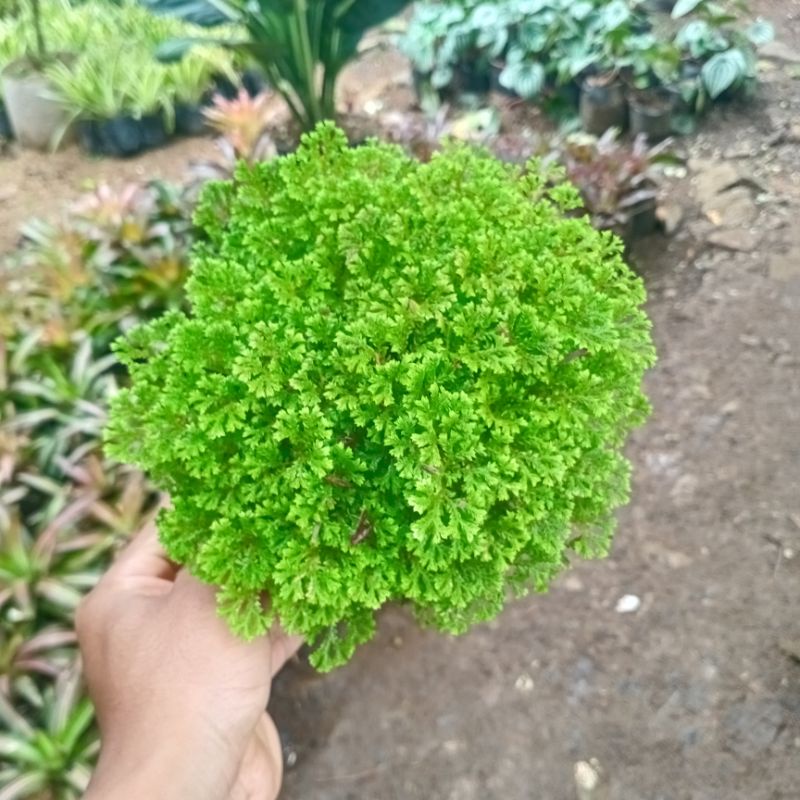 Jual pohon Lumut Ambon // Tanaman Hias Lumut Ambon //Selaginella ...