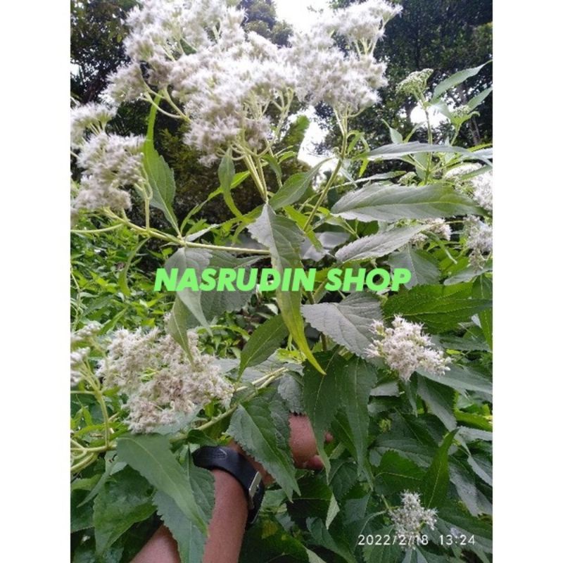 Jual DAUN BONSET SEGAR / EUPATORIUM PERFOLIATUM / BUKAN DAUN KRINYUH ...