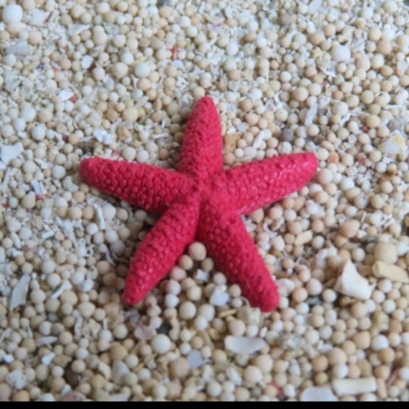 Jual Topper Bintang Laut, Topper Kerang Laut, Hiasan kue Tema Laut ...