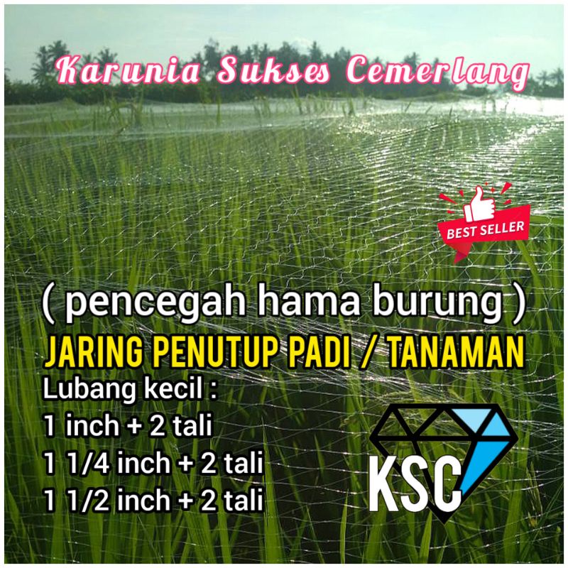 Jual JARING PADI / JARING PELINDUNG PADI / JARING BURUNG PIPIT / JARING ...