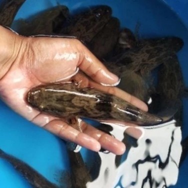 Jual Ikan Marble Goby Betutu Gabus Malas Tank Mate Penghias Aquarium ...