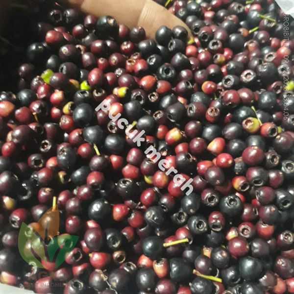 Jual Biji Pucuk Merah Siap Semai Berkualitas | Shopee Indonesia