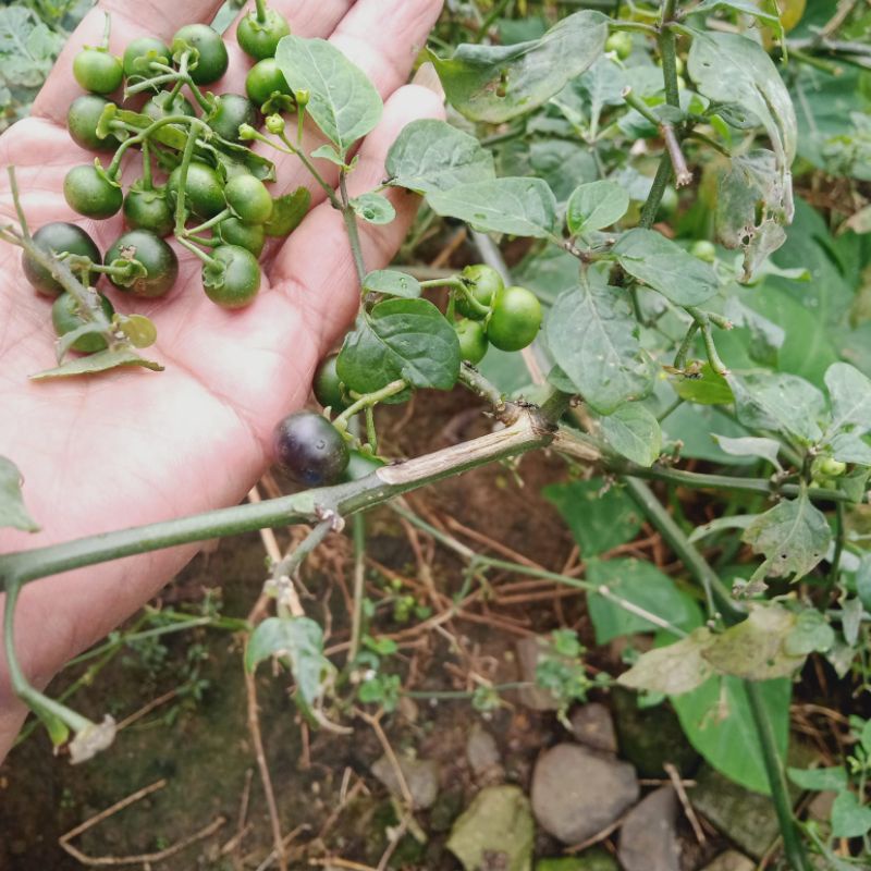 Jual Buah Ranti atau lenca anyar dadakan petik 500 gr | Shopee Indonesia