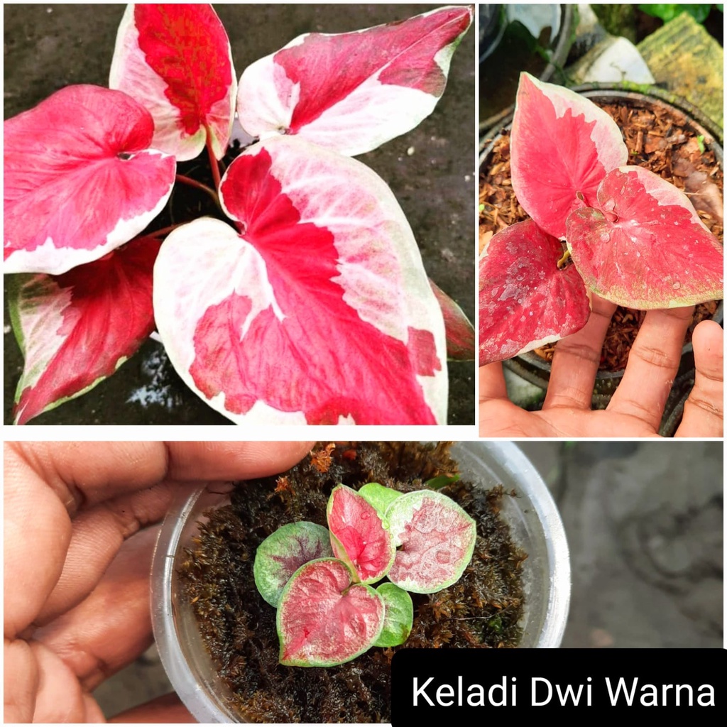 Jual Caladium dwi warna / bunga caladium dwi warna/ Tanaman Hias Hidup ...