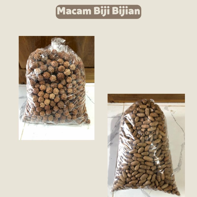 Jual Macam Biji Bijian / Biji Rotan / Pinus / Ginitri | Shopee Indonesia